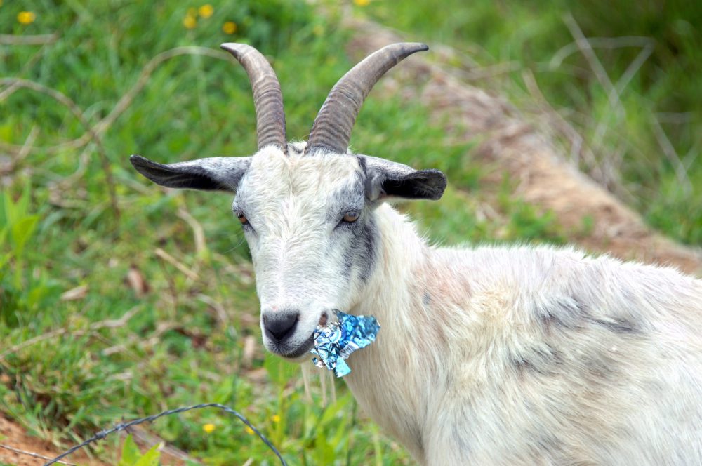 "What did the goats eat this time?" - Goat Journal
